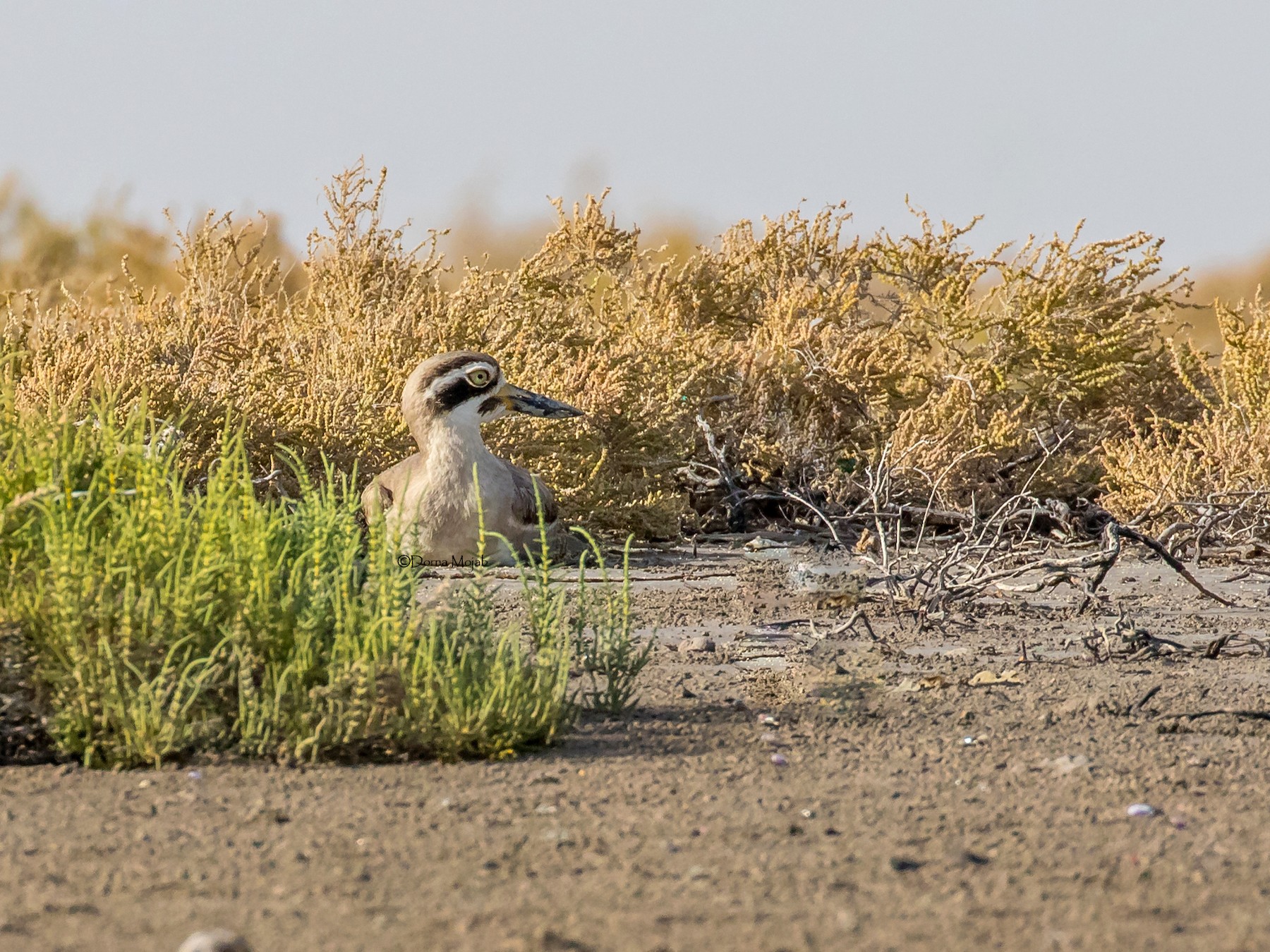 Alcaraván Piquigrueso Indio - eBird