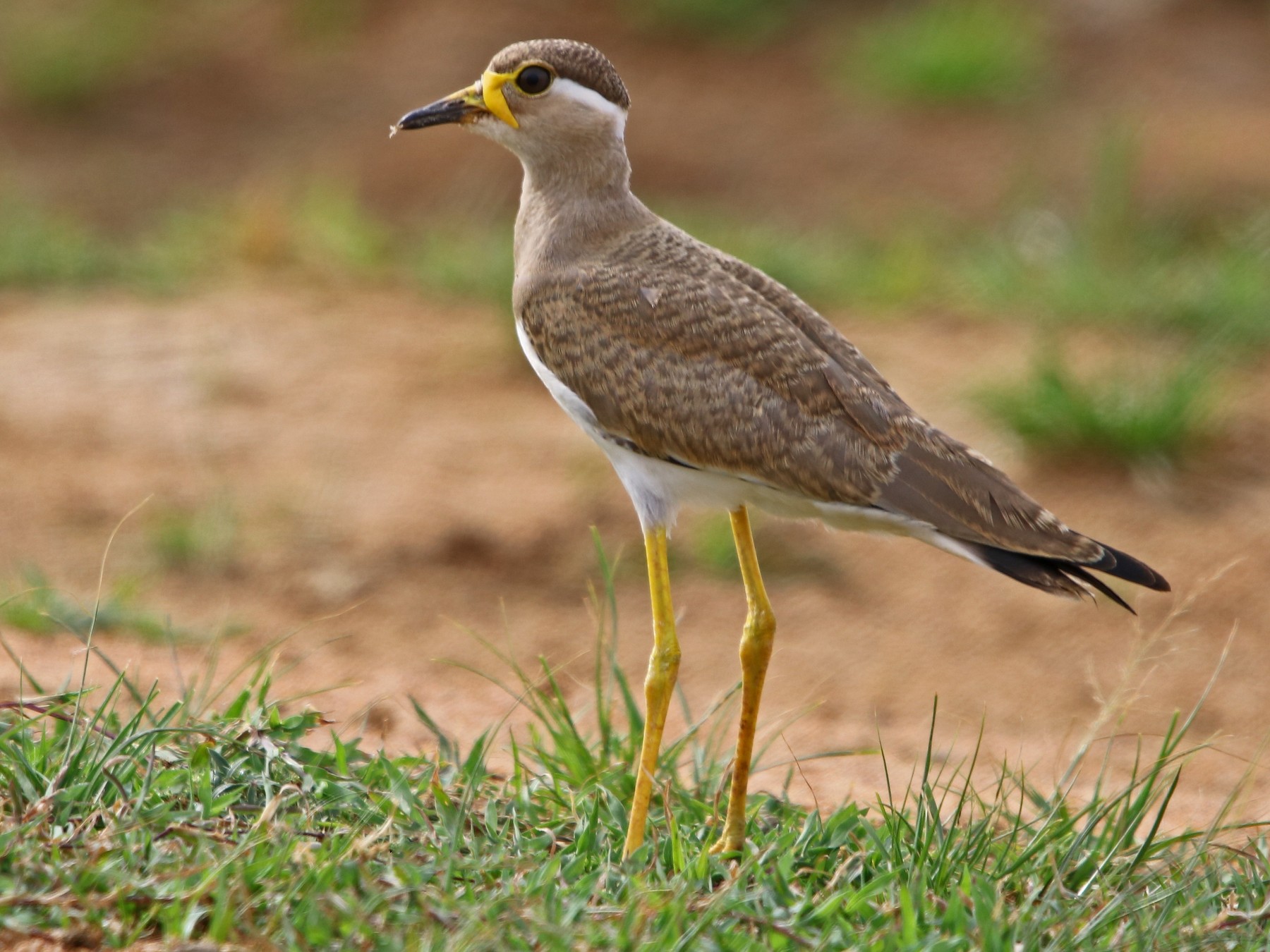 Yellow Wattled Lapwing