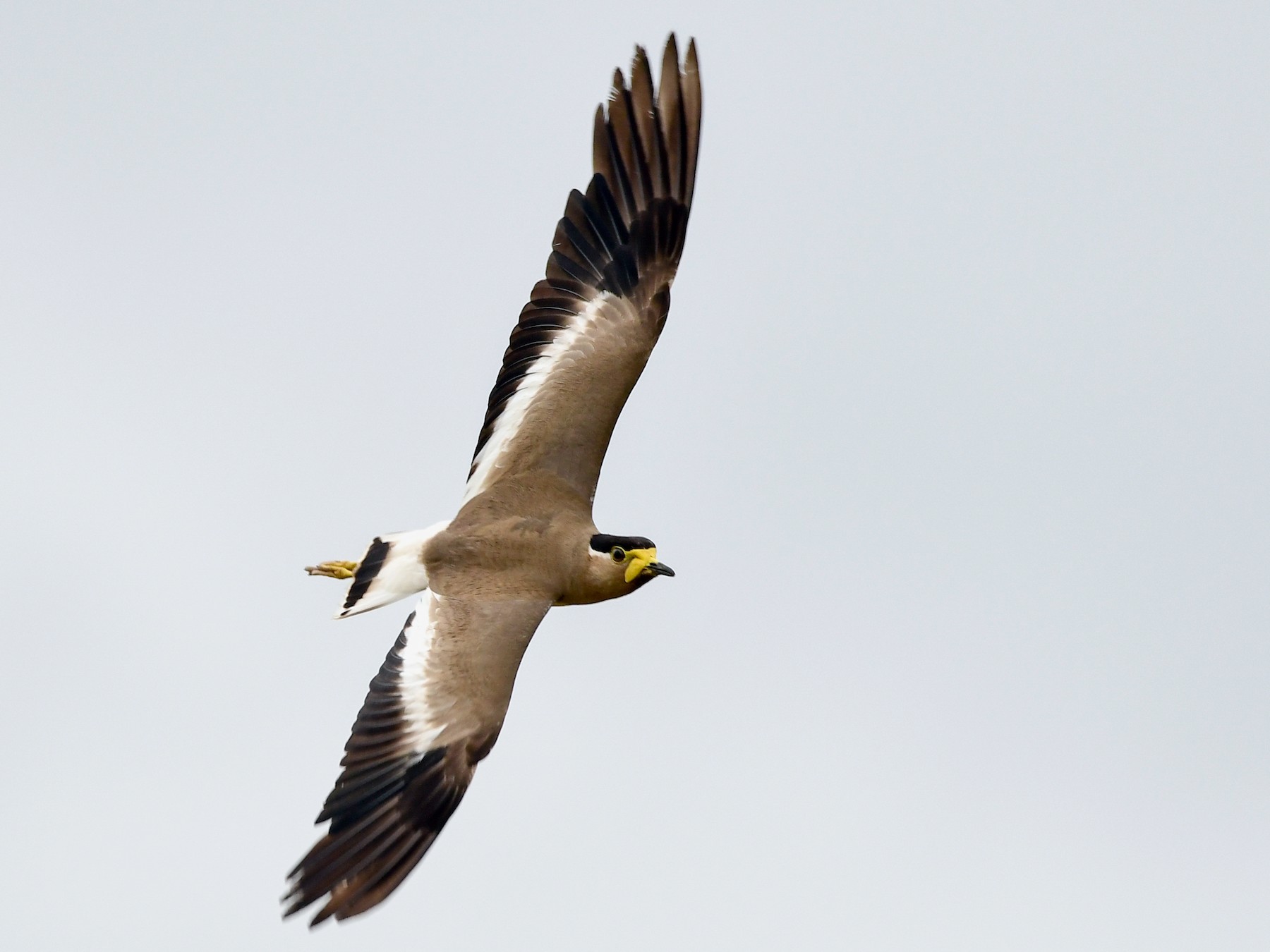 Yellow-wattled Lapwing - eBird