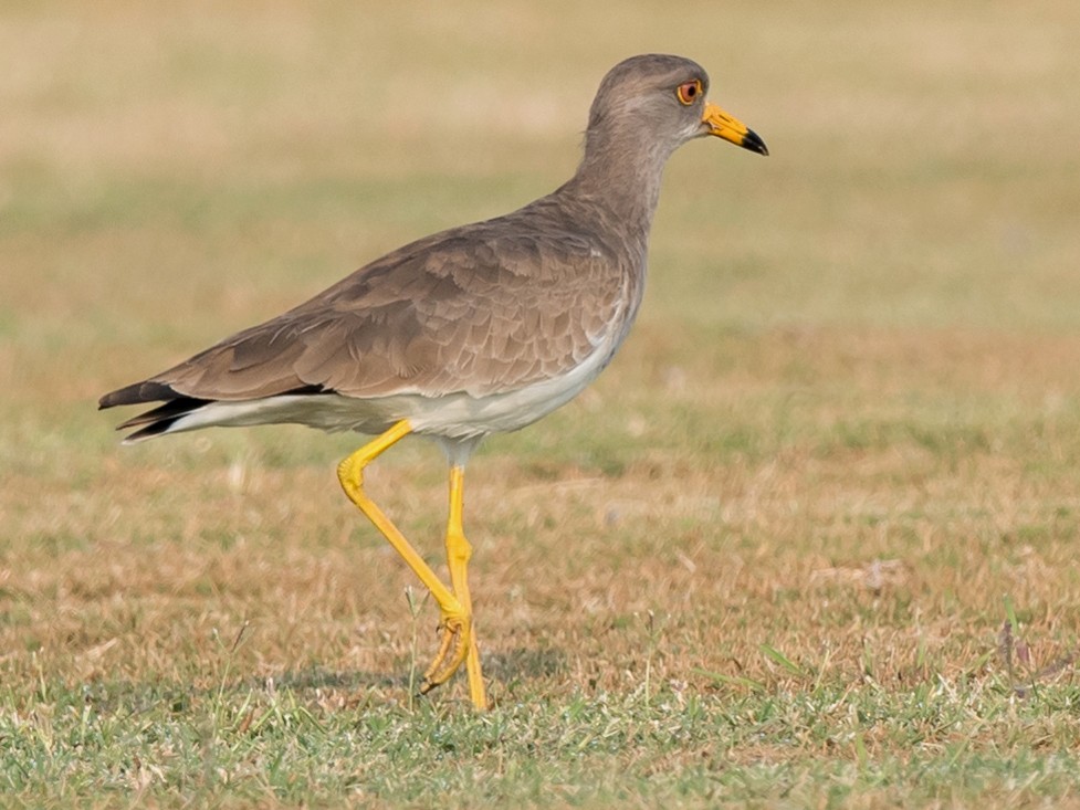 Gray-headed Lapwing - eBird