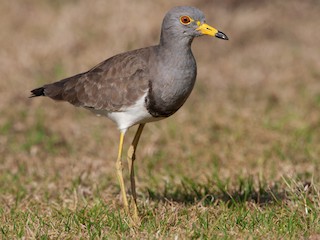 Gray-headed Lapwing - Vanellus cinereus - Birds of the World
