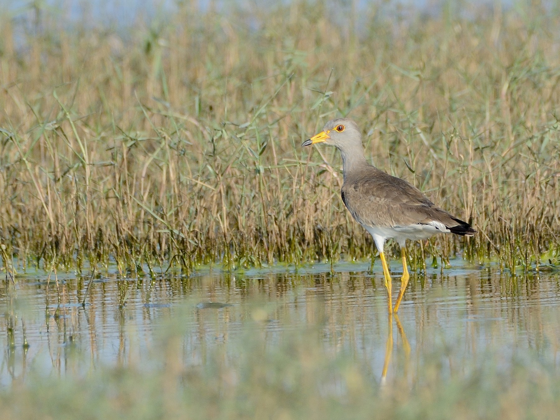 Gray-headed Lapwing - eBird