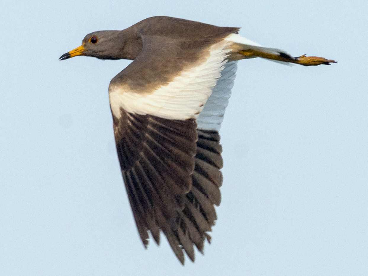 Gray-headed Lapwing - eBird
