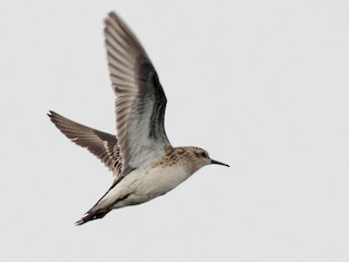 Long-toed Stint - eBird