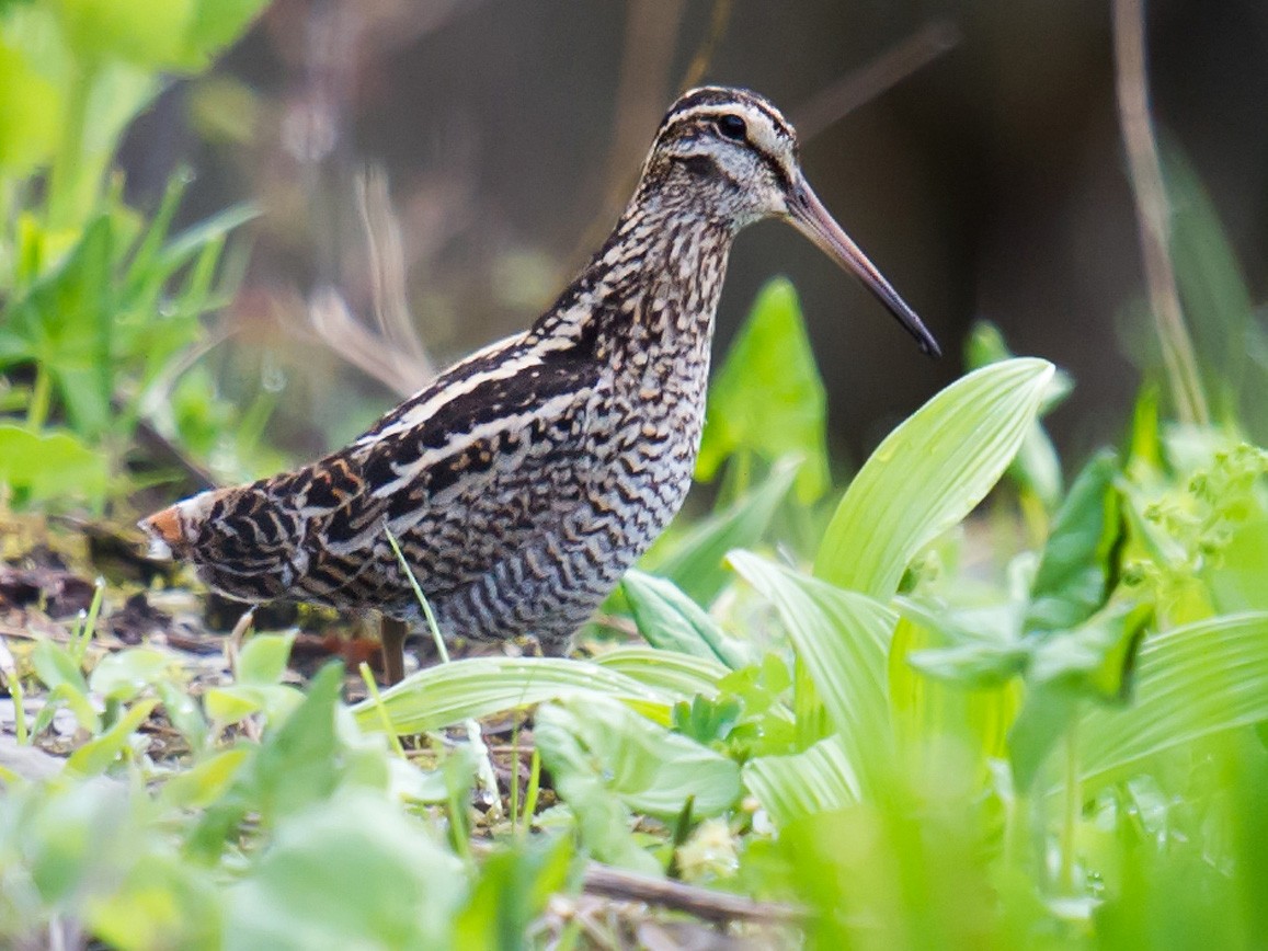 Wood Snipe - eBird