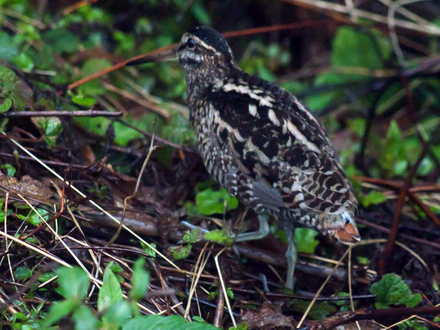 Wood Snipe - eBird