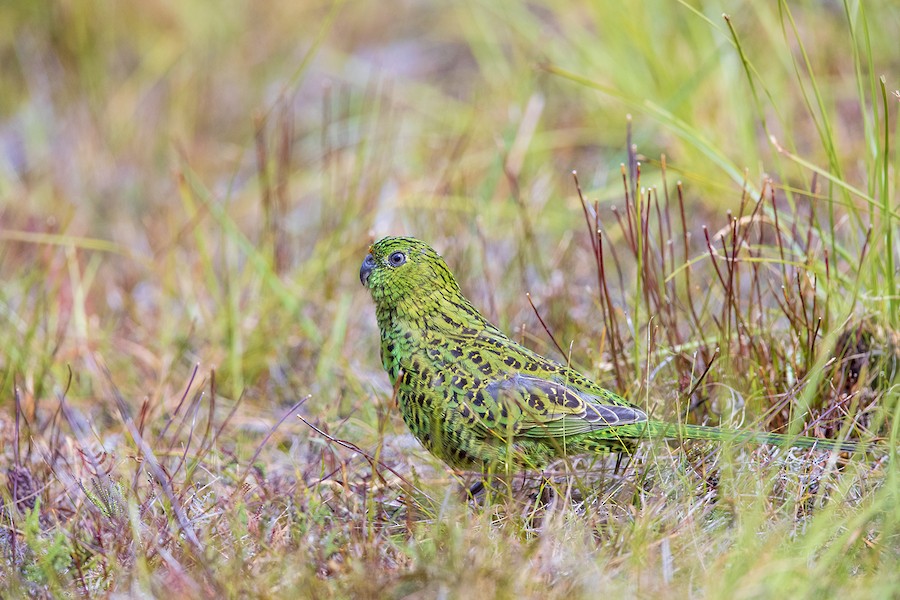 Ground Parrot (Eastern) - eBird