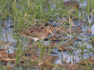 Pin-tailed Snipe - eBird