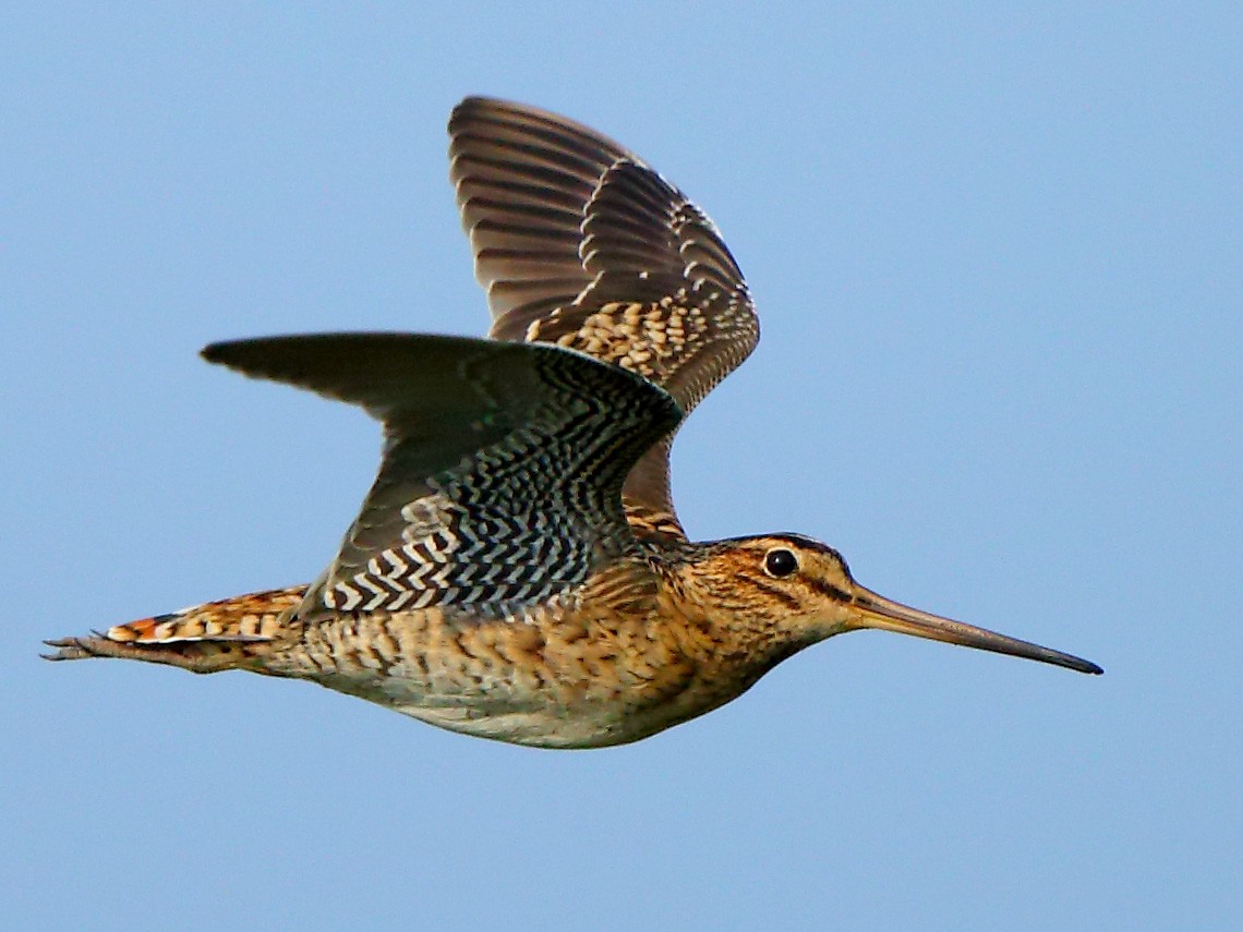 Pin-tailed Snipe - eBird
