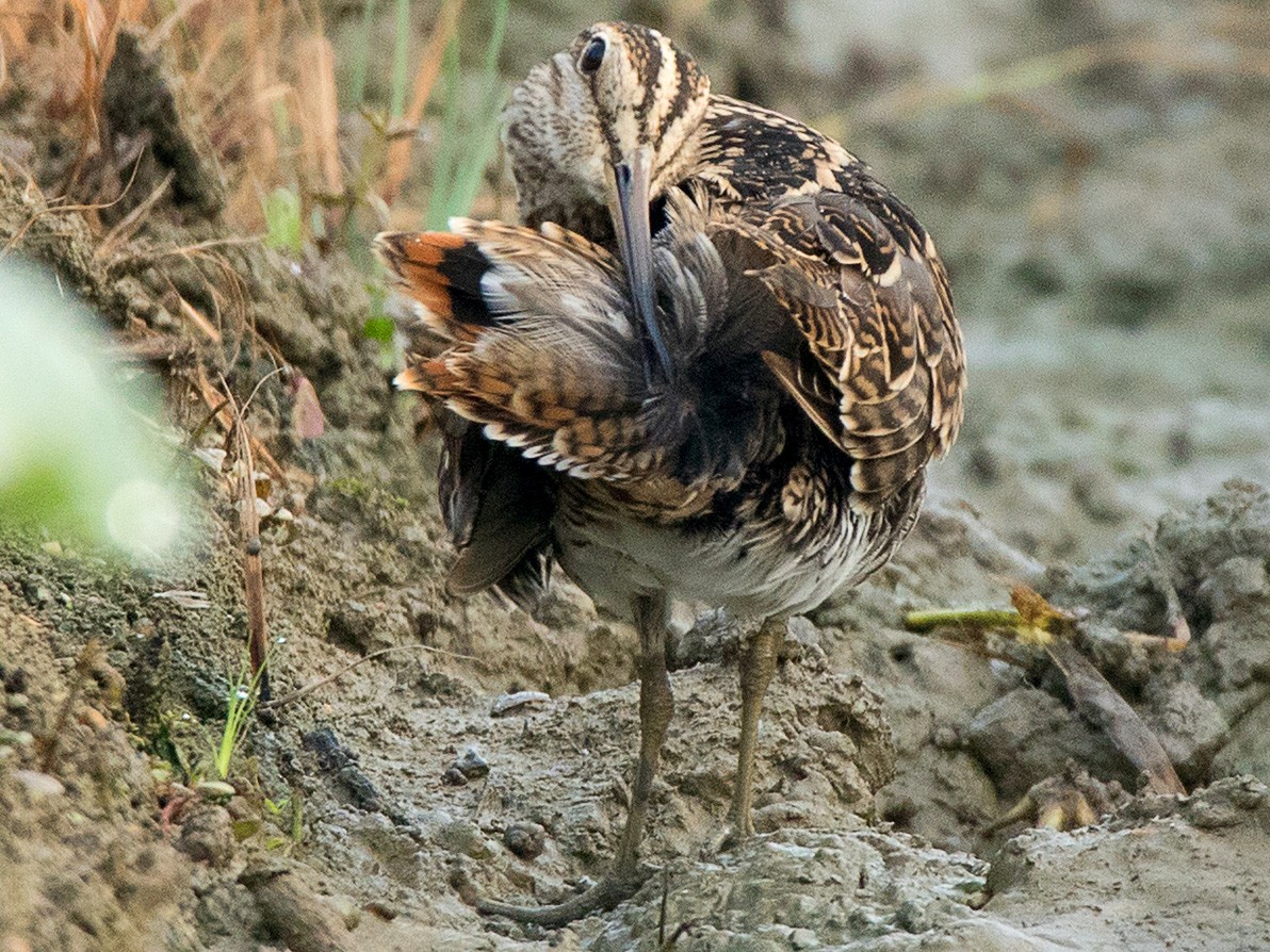 Pin-tailed Snipe - eBird