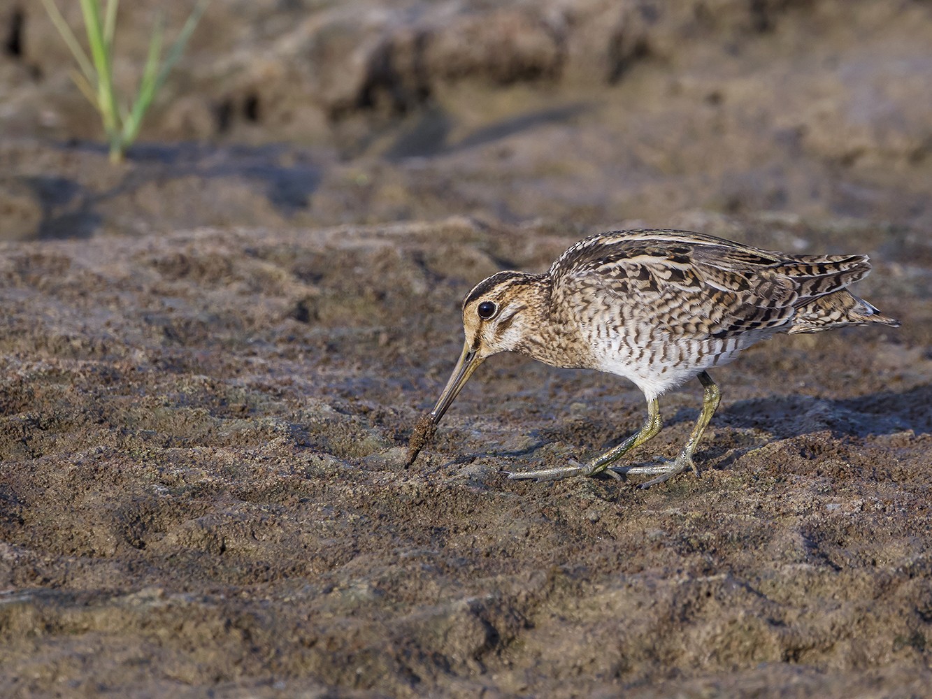 Pin-tailed Snipe - eBird