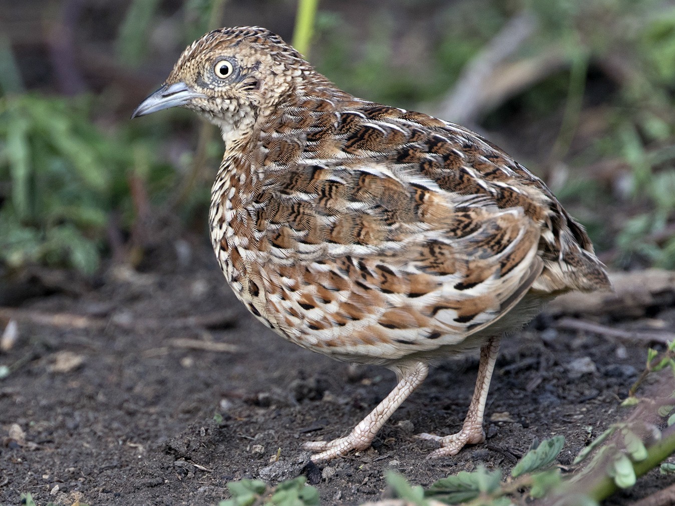 Small Buttonquail - eBird