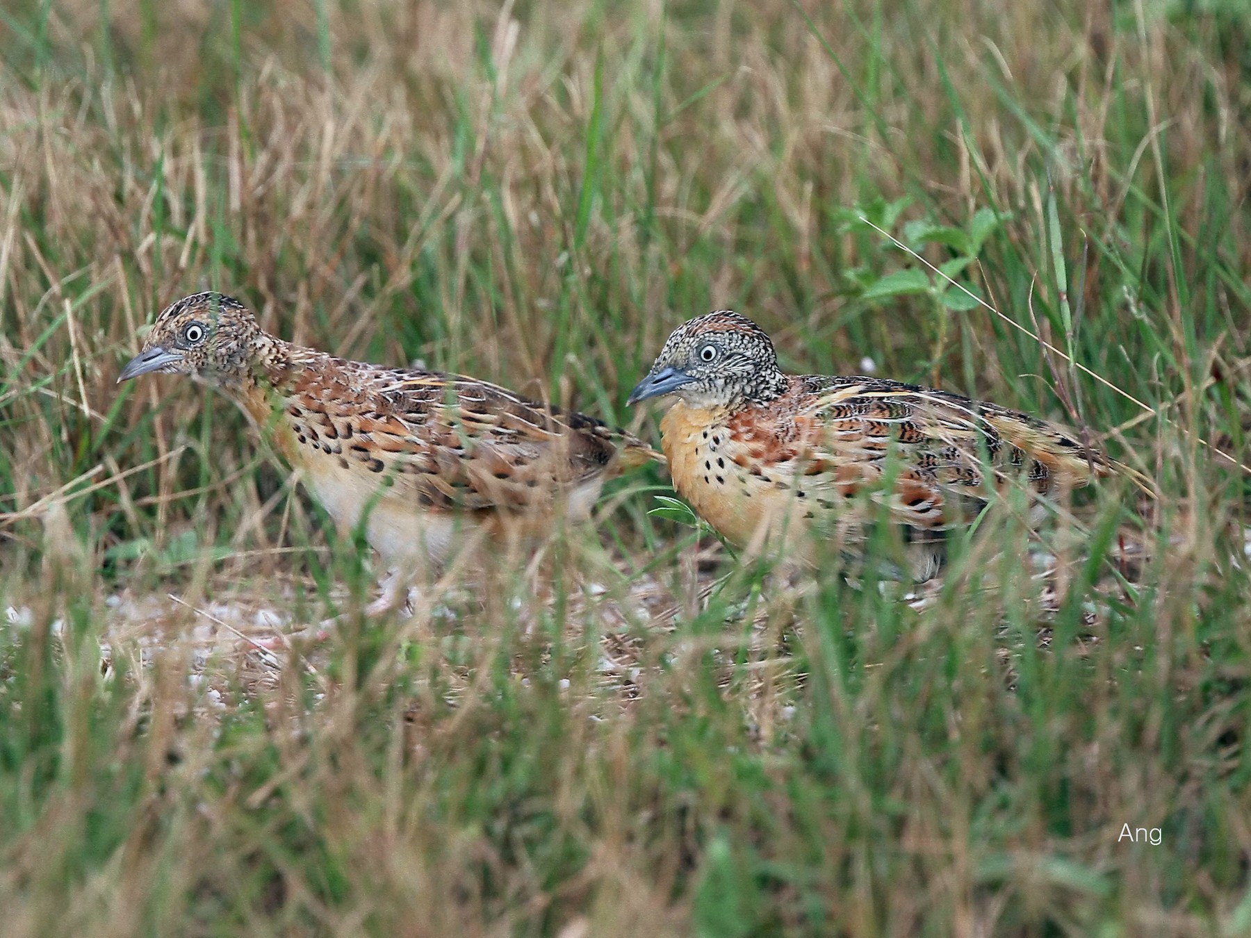 Torillo Andaluz - eBird
