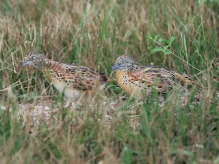 Small Buttonquail - eBird