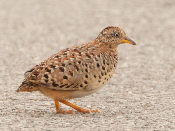 Yellow-legged Buttonquail - eBird