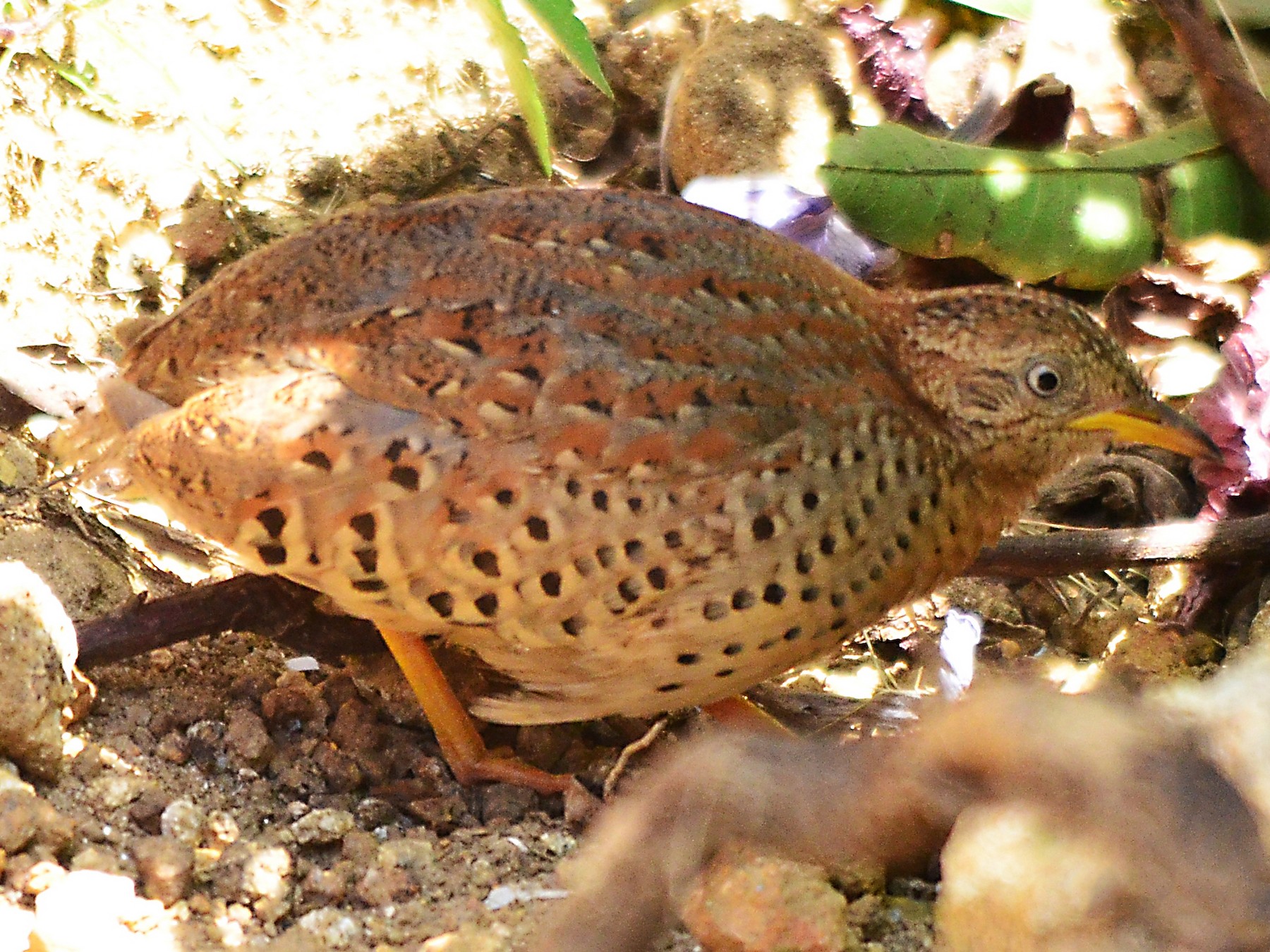 Yellow-legged Buttonquail - eBird