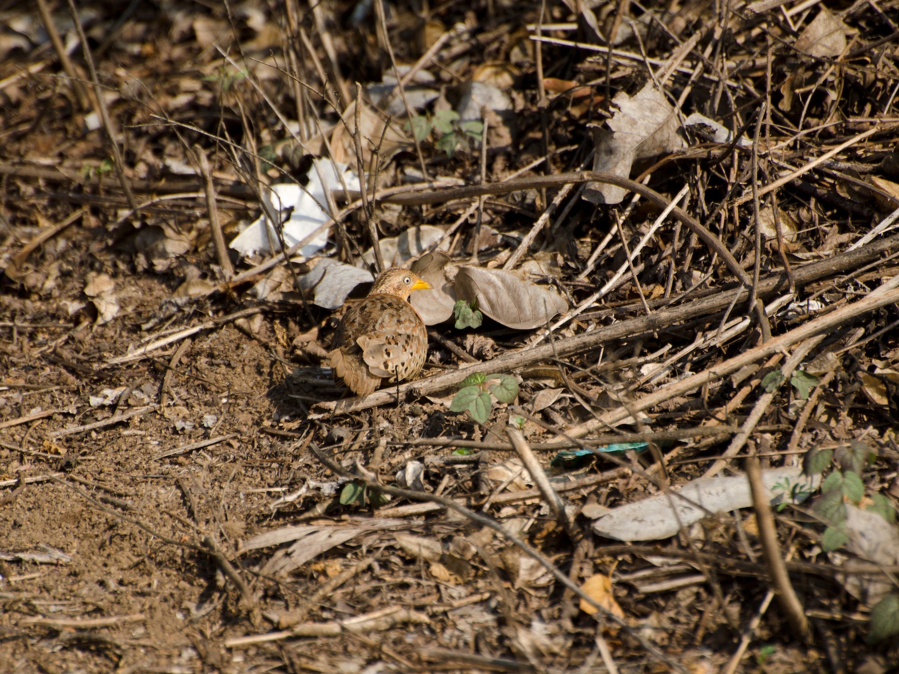 Torillo Tanki - eBird