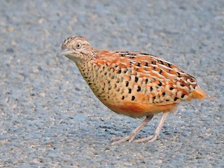 Barred Buttonquail - eBird