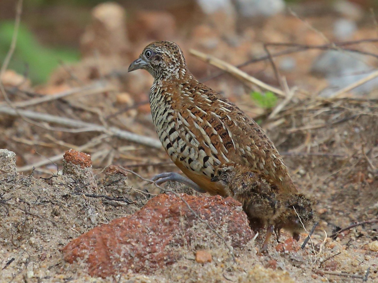 Barred Buttonquail - eBird