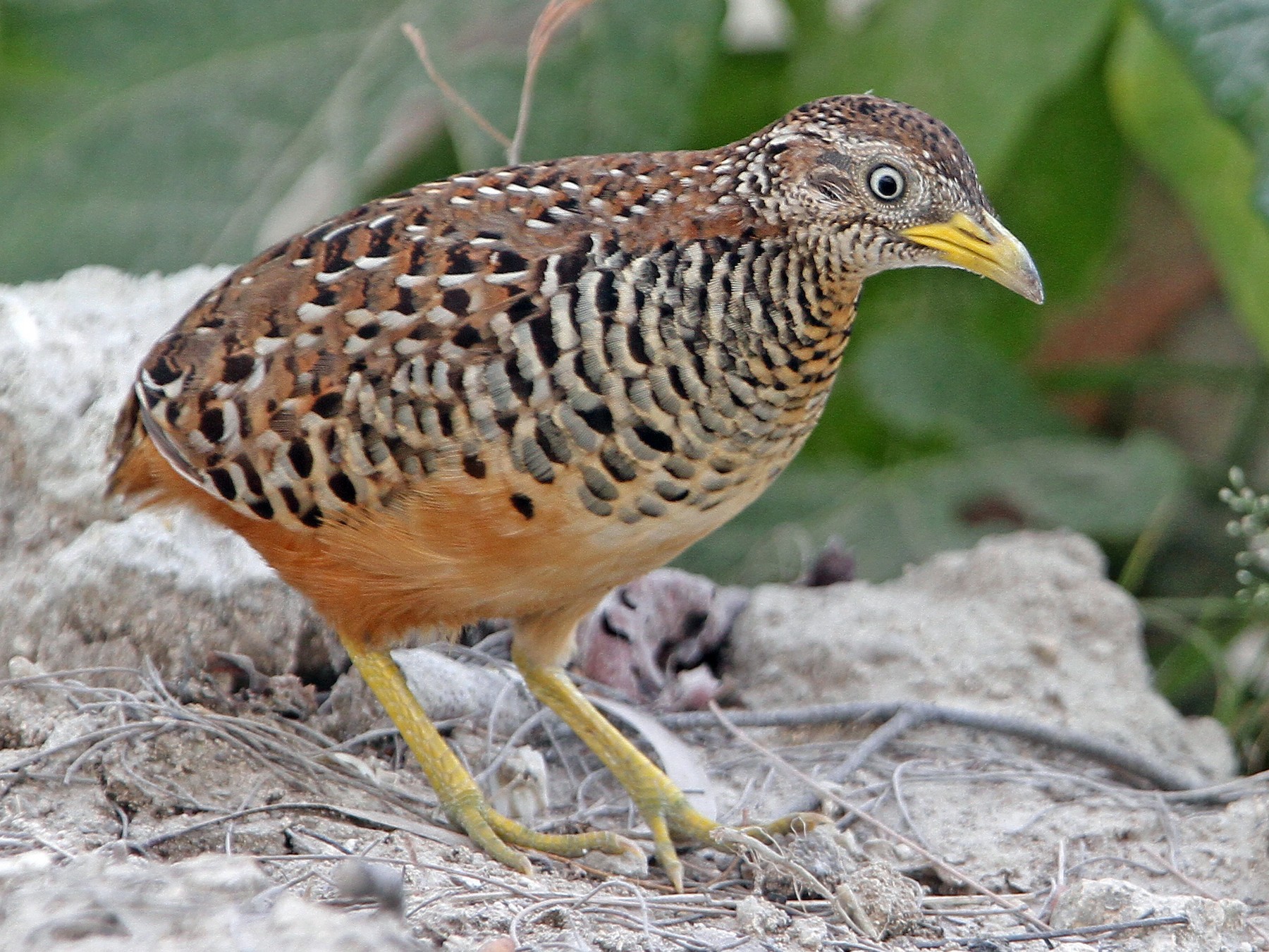 Barred Buttonquail - eBird