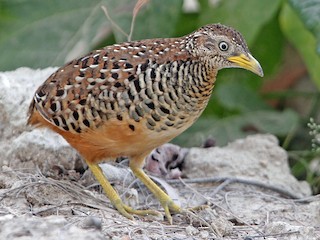 Barred Buttonquail - eBird