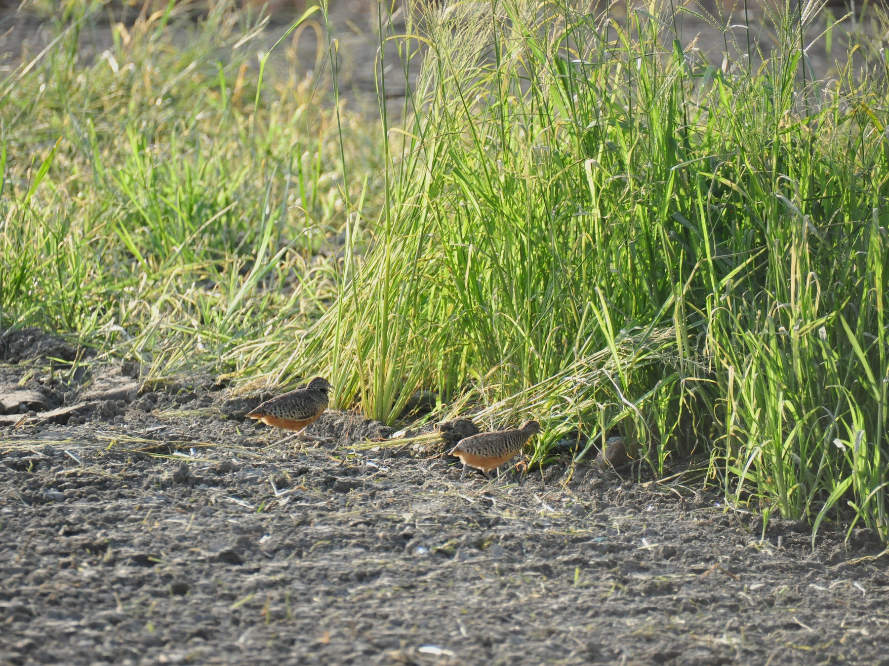 Torillo batallador - eBird