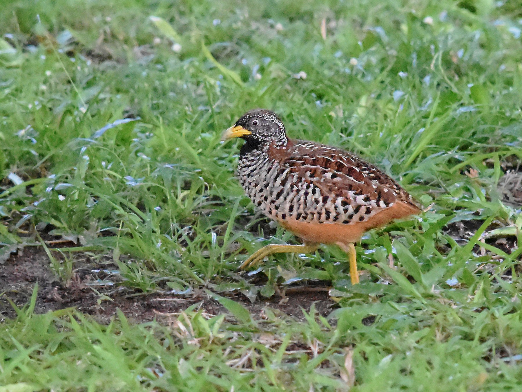 Barred Buttonquail - eBird