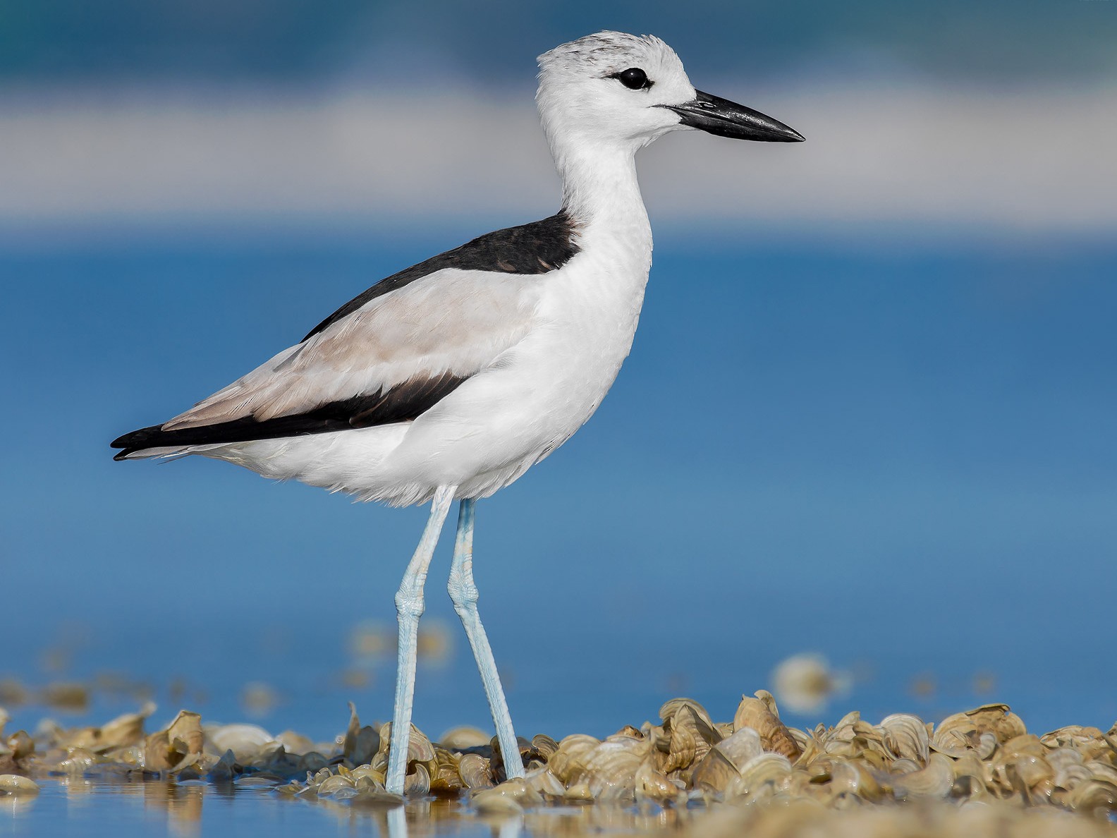 Crab-Plover - eBird