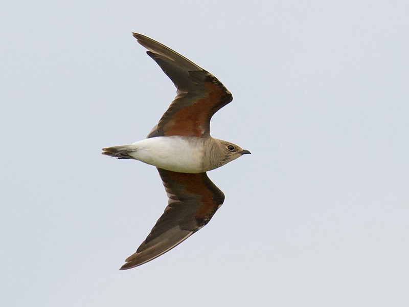 Oriental Pratincole - eBird