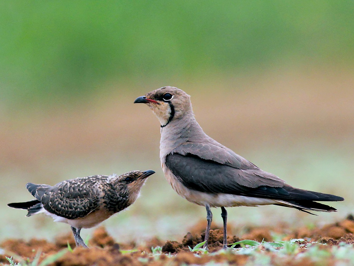 Oriental Pratincole - eBird
