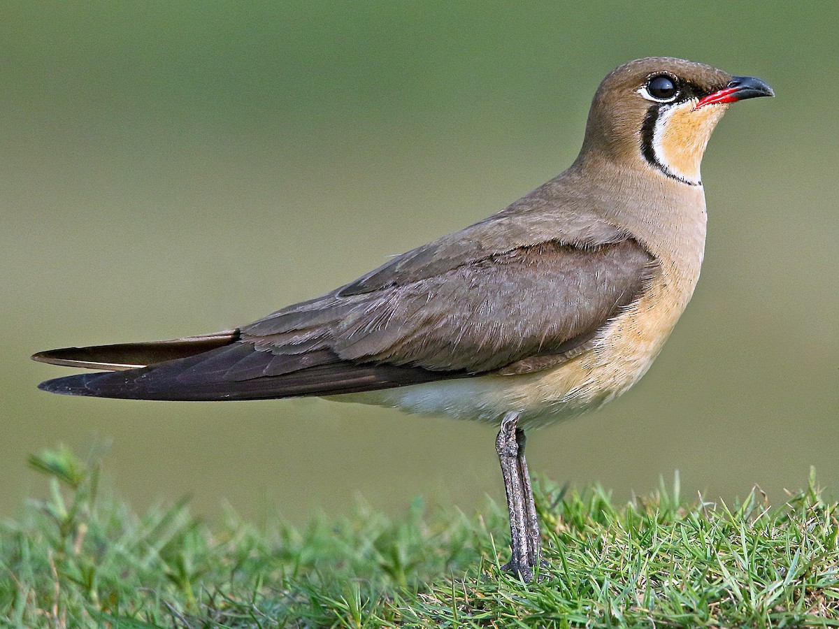 Oriental Pratincole - Glareola maldivarum - Birds of the World
