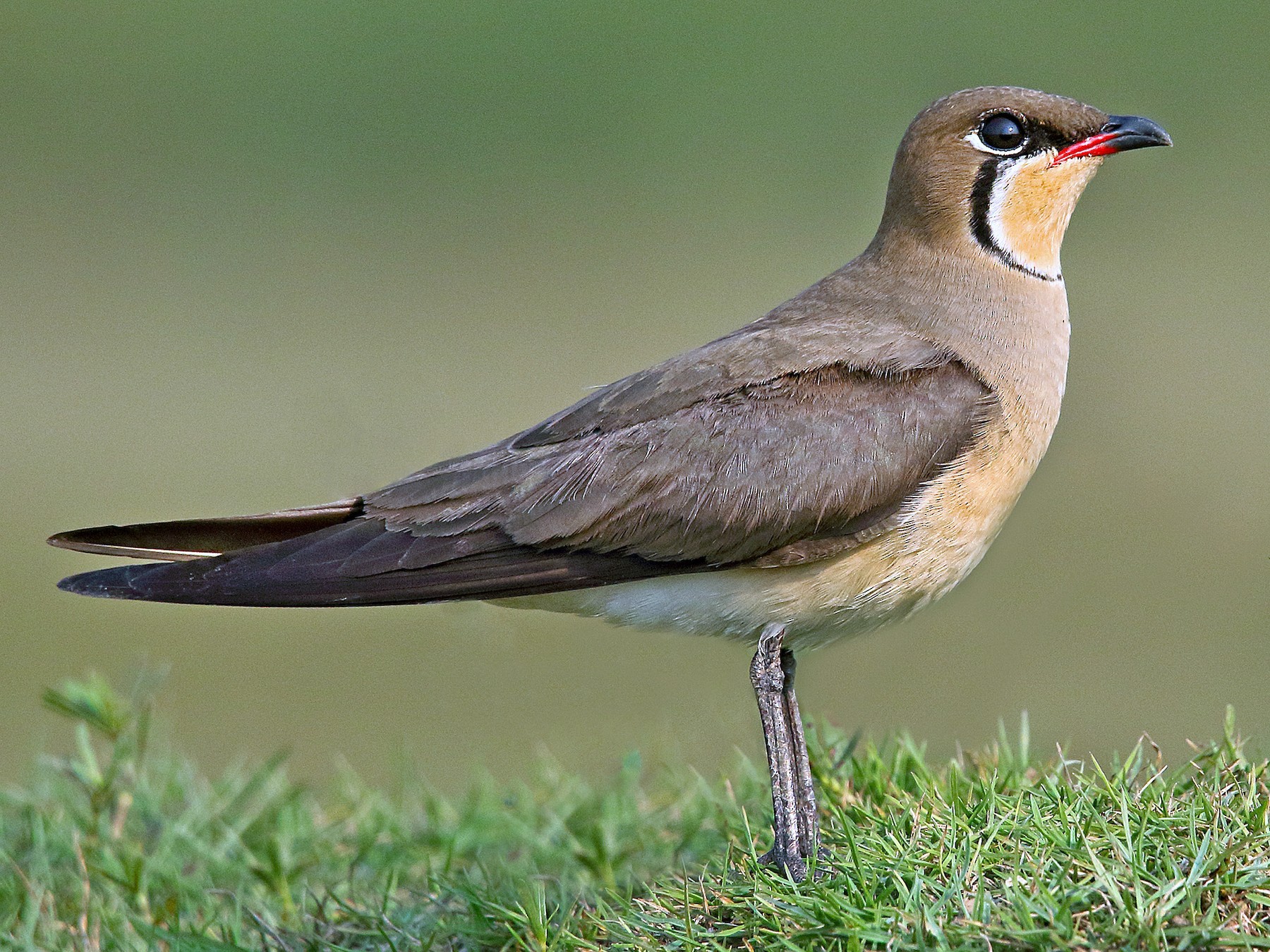 Oriental Pratincole - eBird