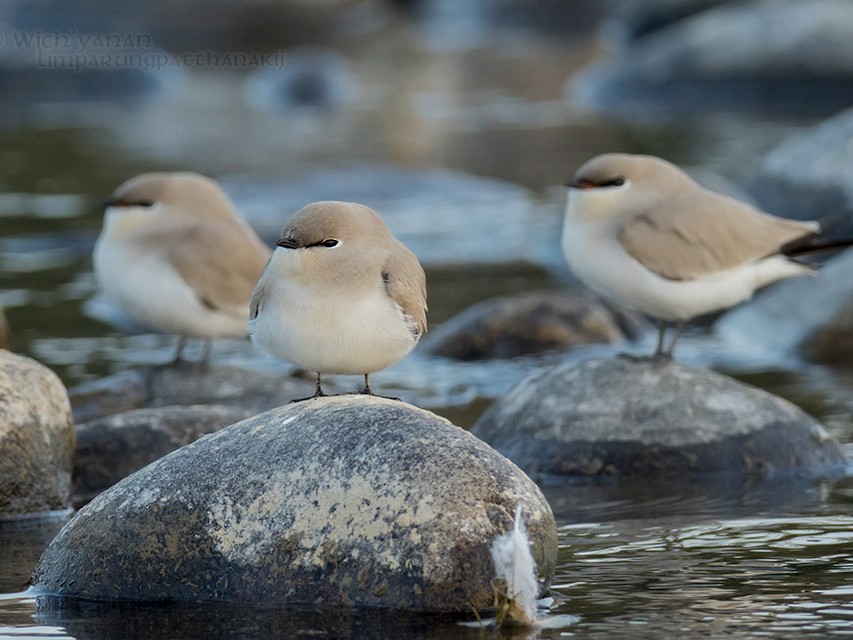 Small Pratincole - eBird