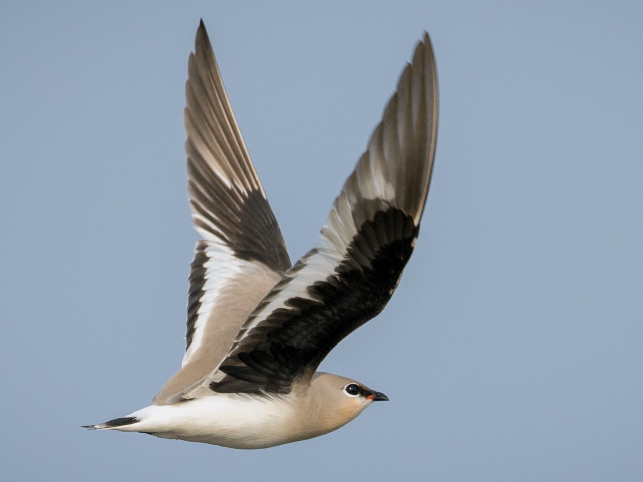 Small Pratincole - eBird