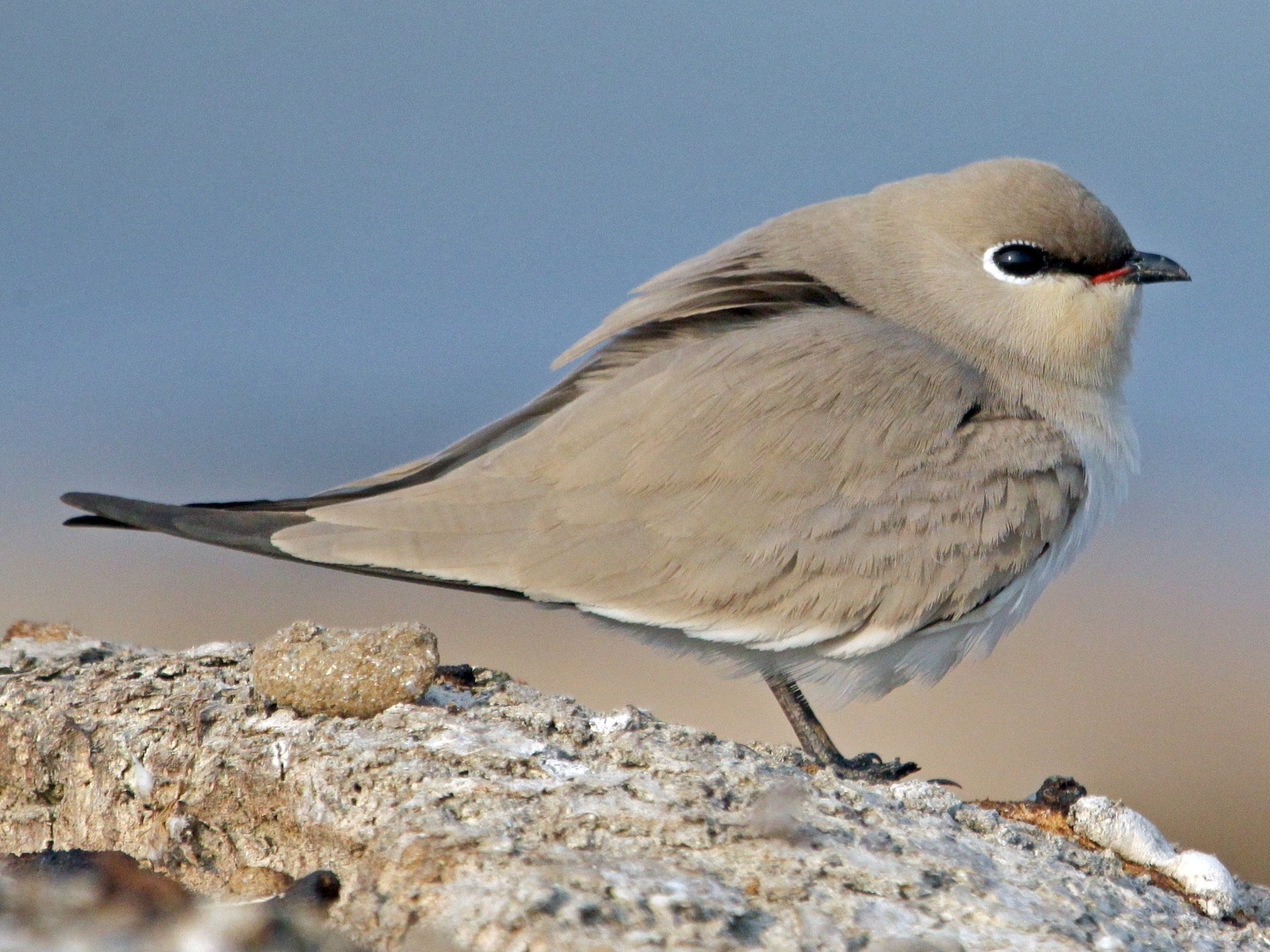Small Pratincole - eBird
