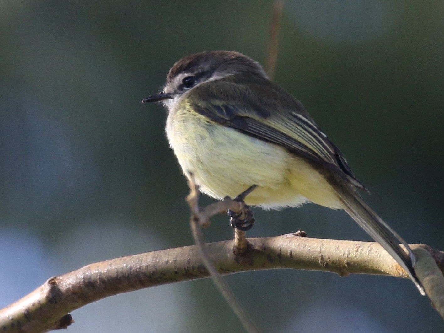 Fiofío Jamaicano - eBird