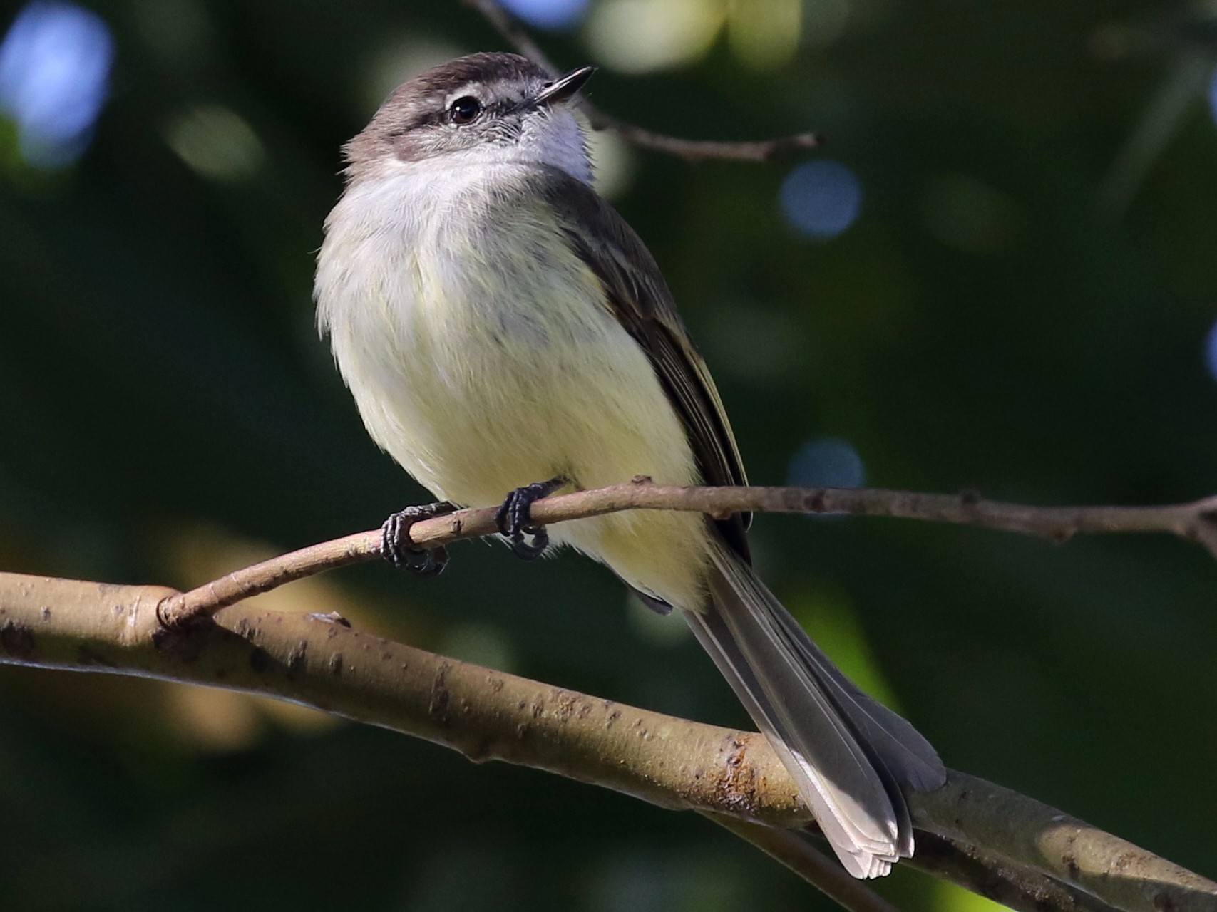 Jamaican Elaenia - eBird