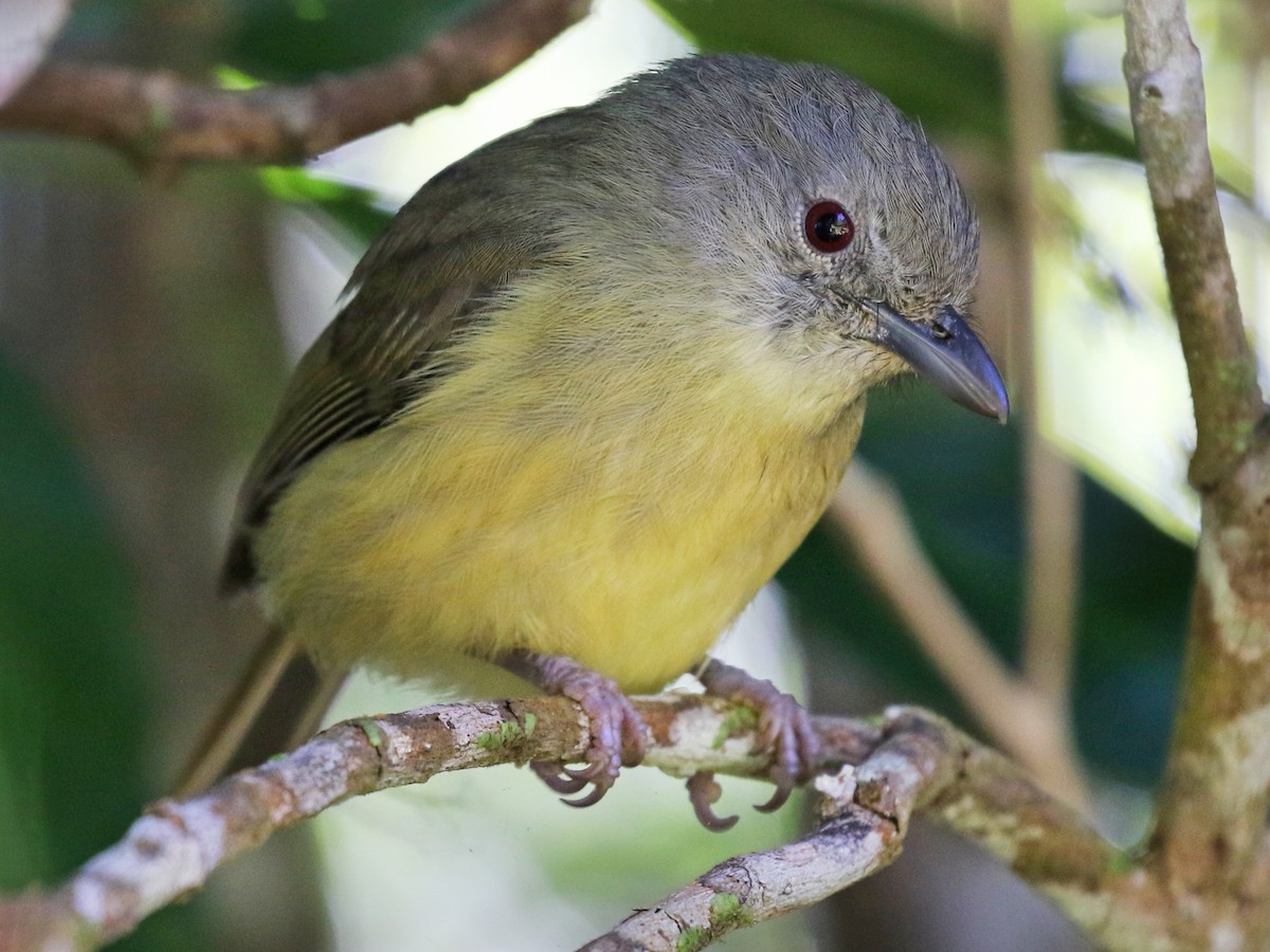 Blue Mountain Vireo - Vireo osburni - Birds of the World