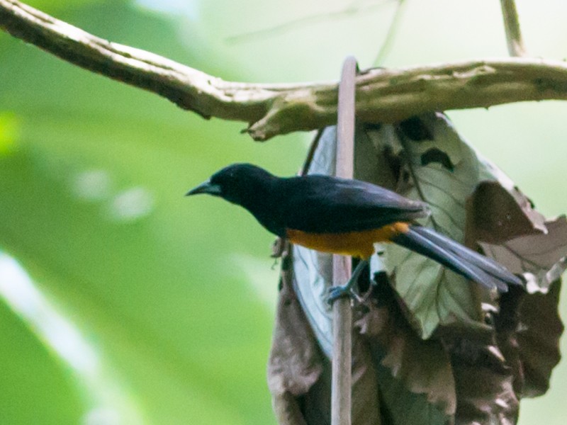Montserrat Oriole - eBird
