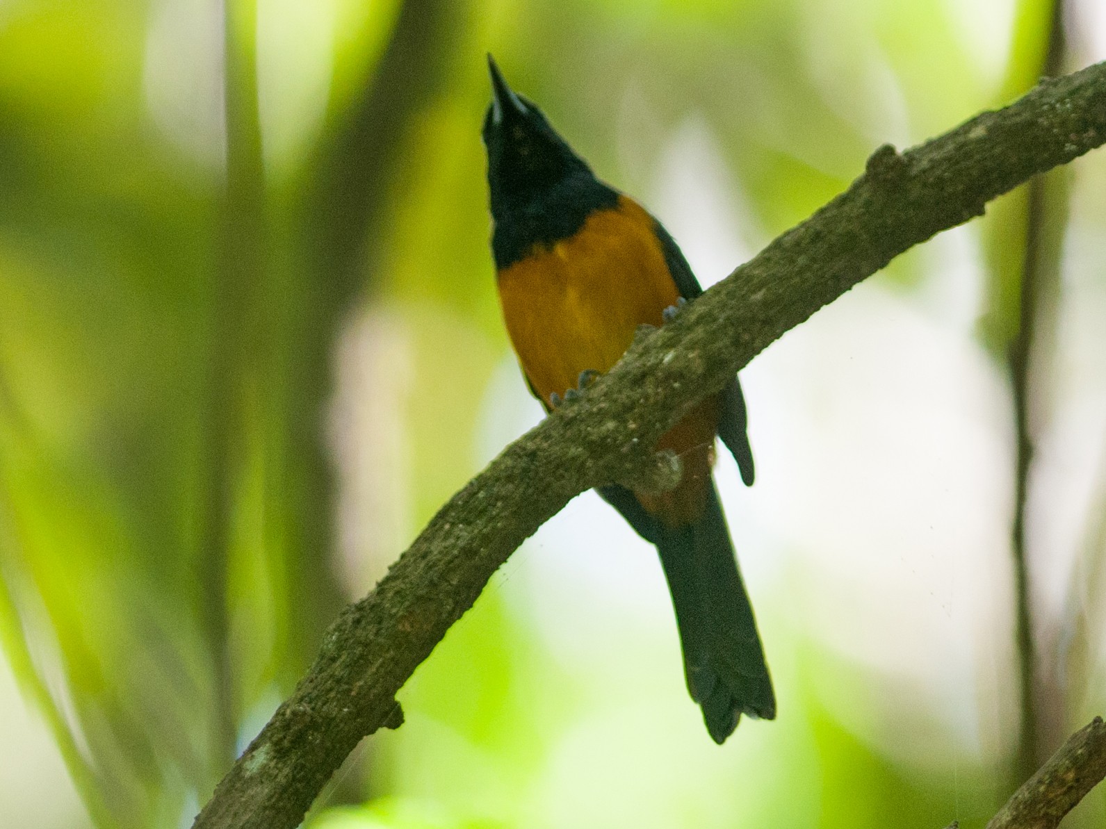Montserrat Oriole - eBird