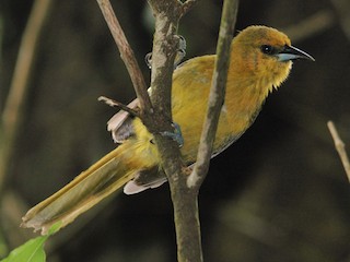 Montserrat Oriole - Icterus oberi - Birds of the World