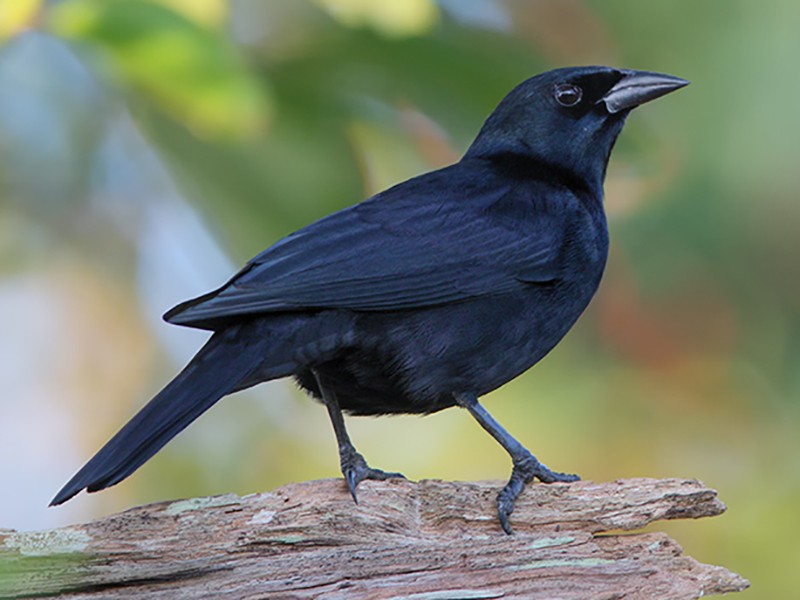 Zanate Cubano - eBird