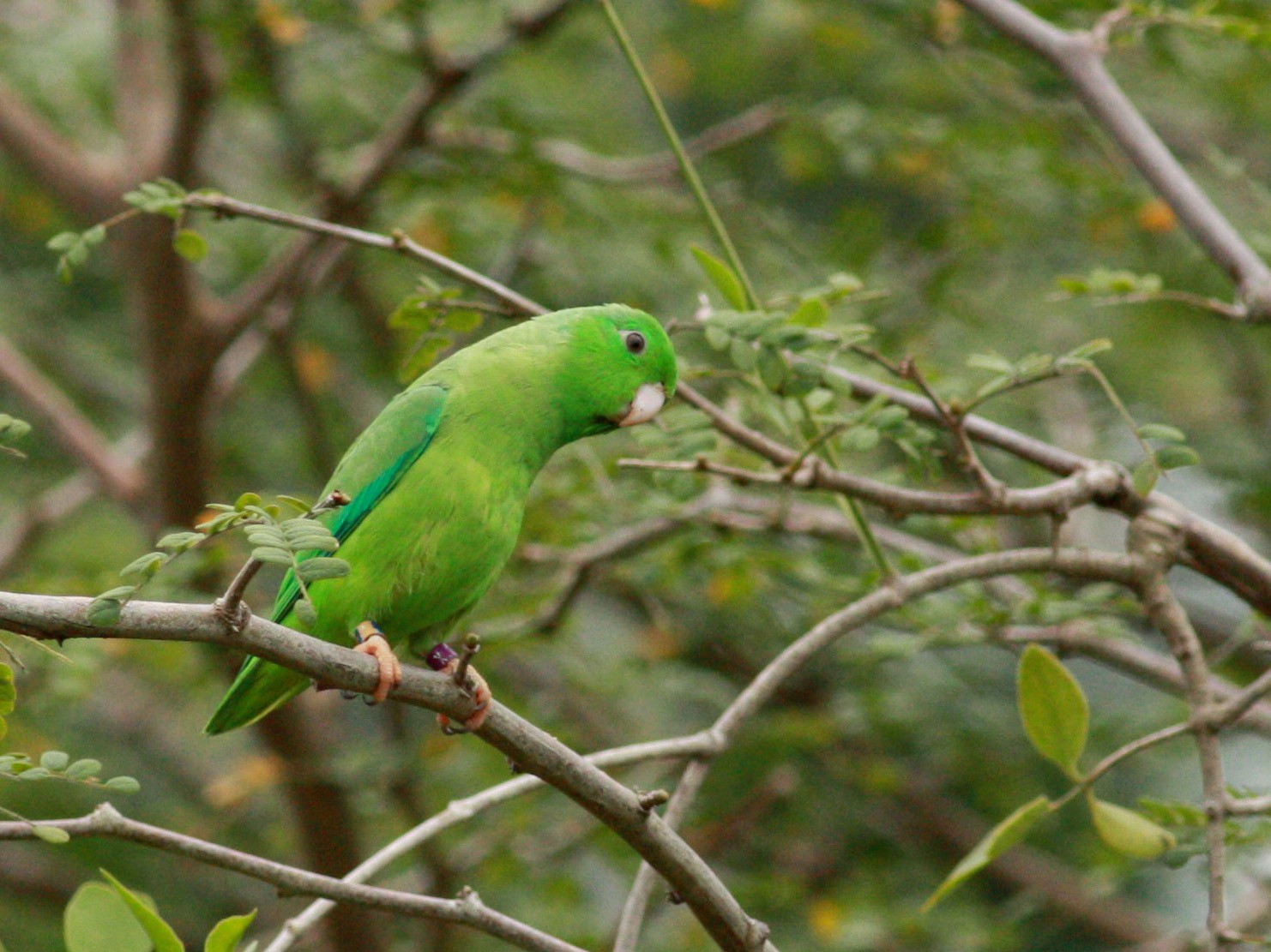 Green-rumped Parrotlet - eBird