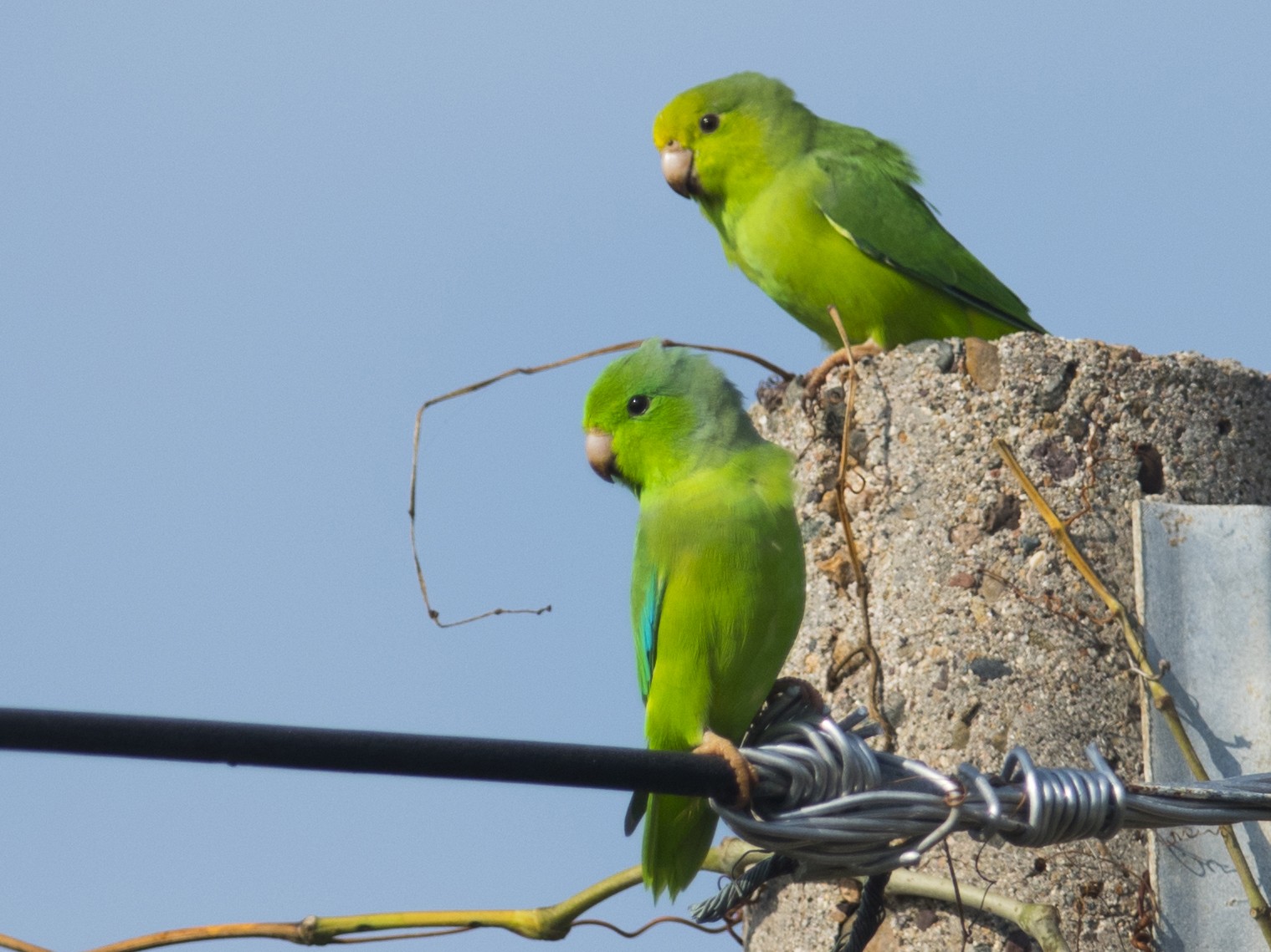 Green-rumped Parrotlet - eBird