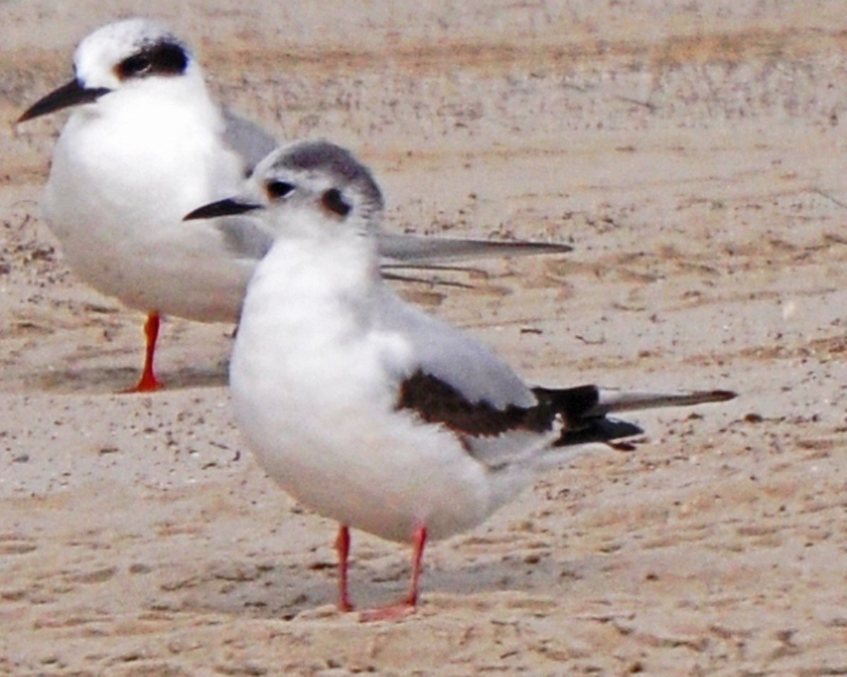 eBird Checklist - 20 Feb 2011 - Port Aransas Jetty (CTC 058) - 13 species