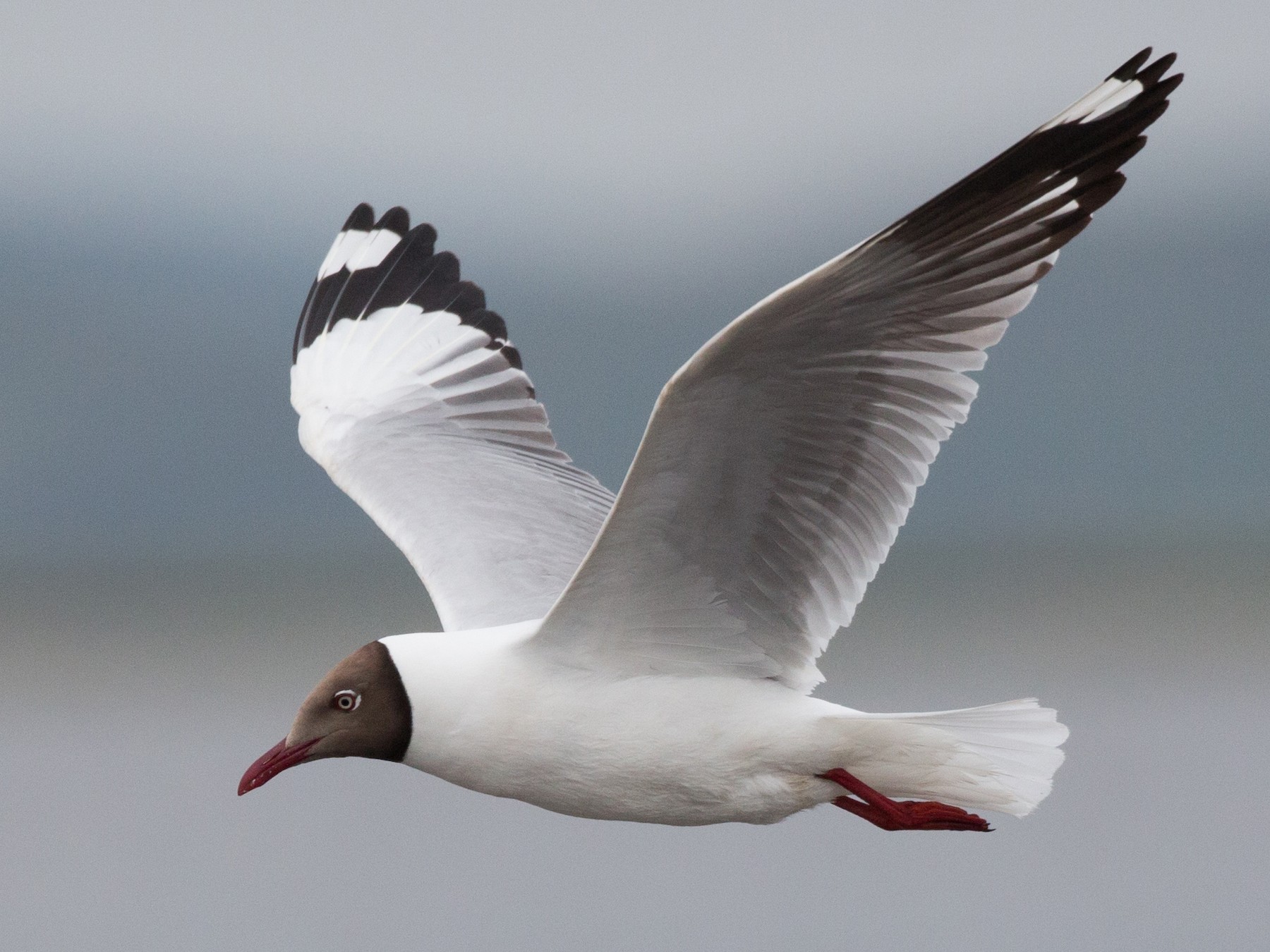Brown-headed Gull - eBird