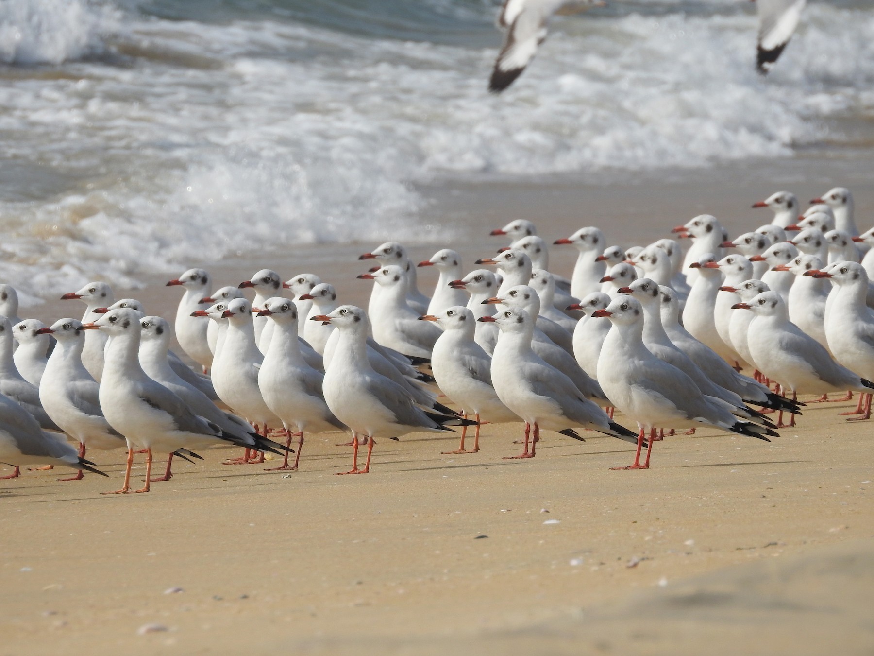 Brown-headed Gull - eBird