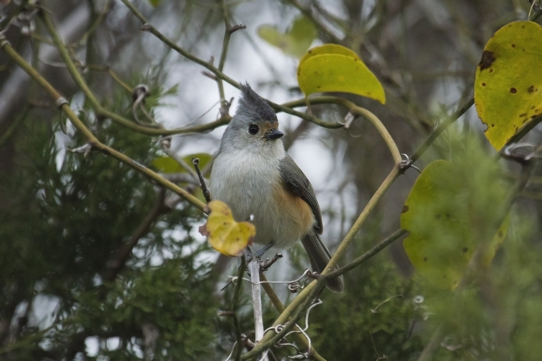 Tufted x Black-crested Titmouse (hybrid) - eBird
