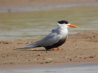 Black-bellied Tern - eBird