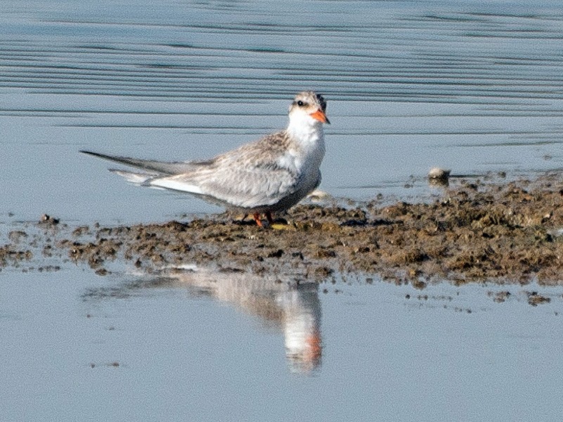 Black-bellied Tern - eBird